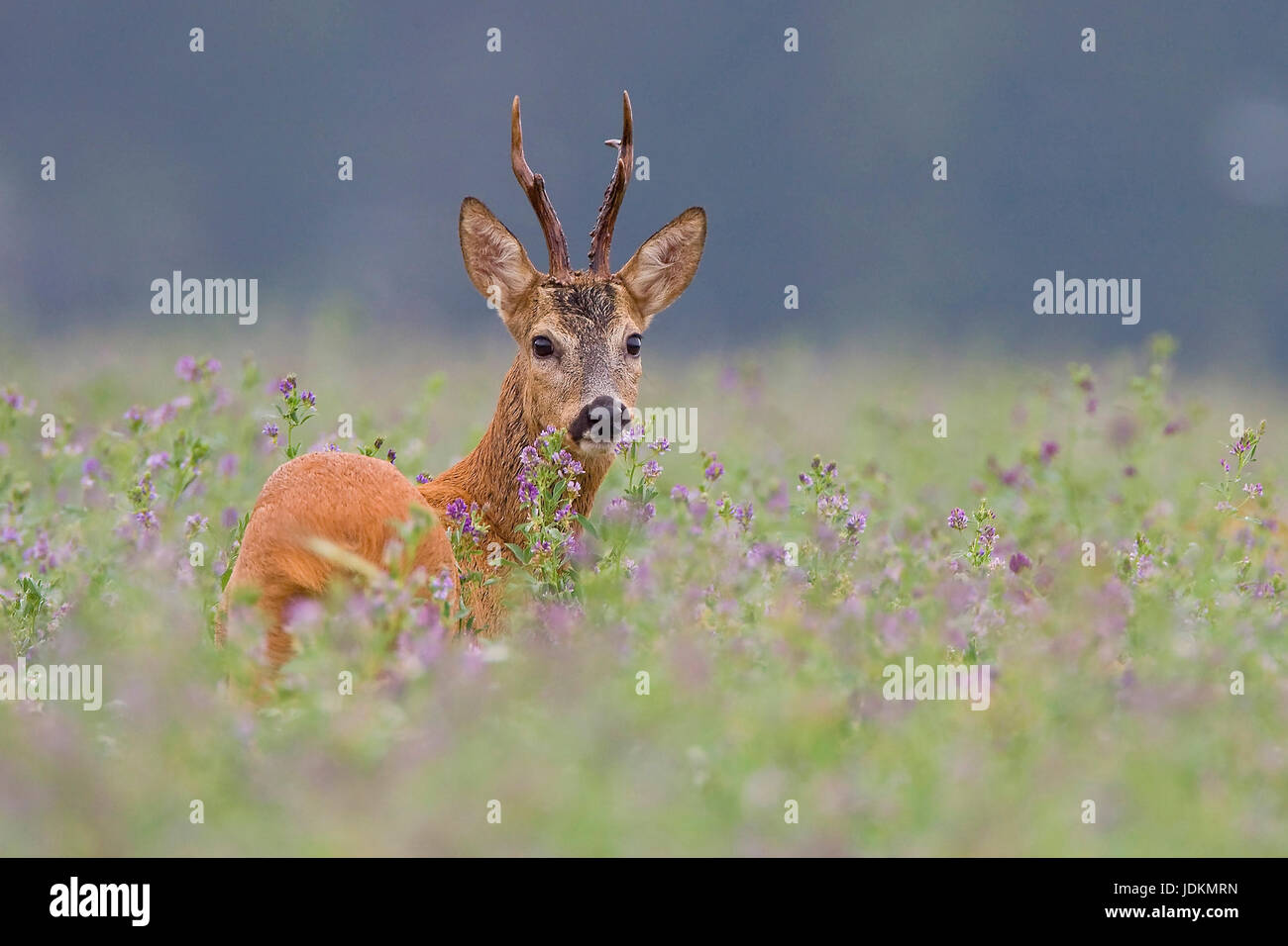Reh (Capreolus capreolus) deer Stock Photo - Alamy