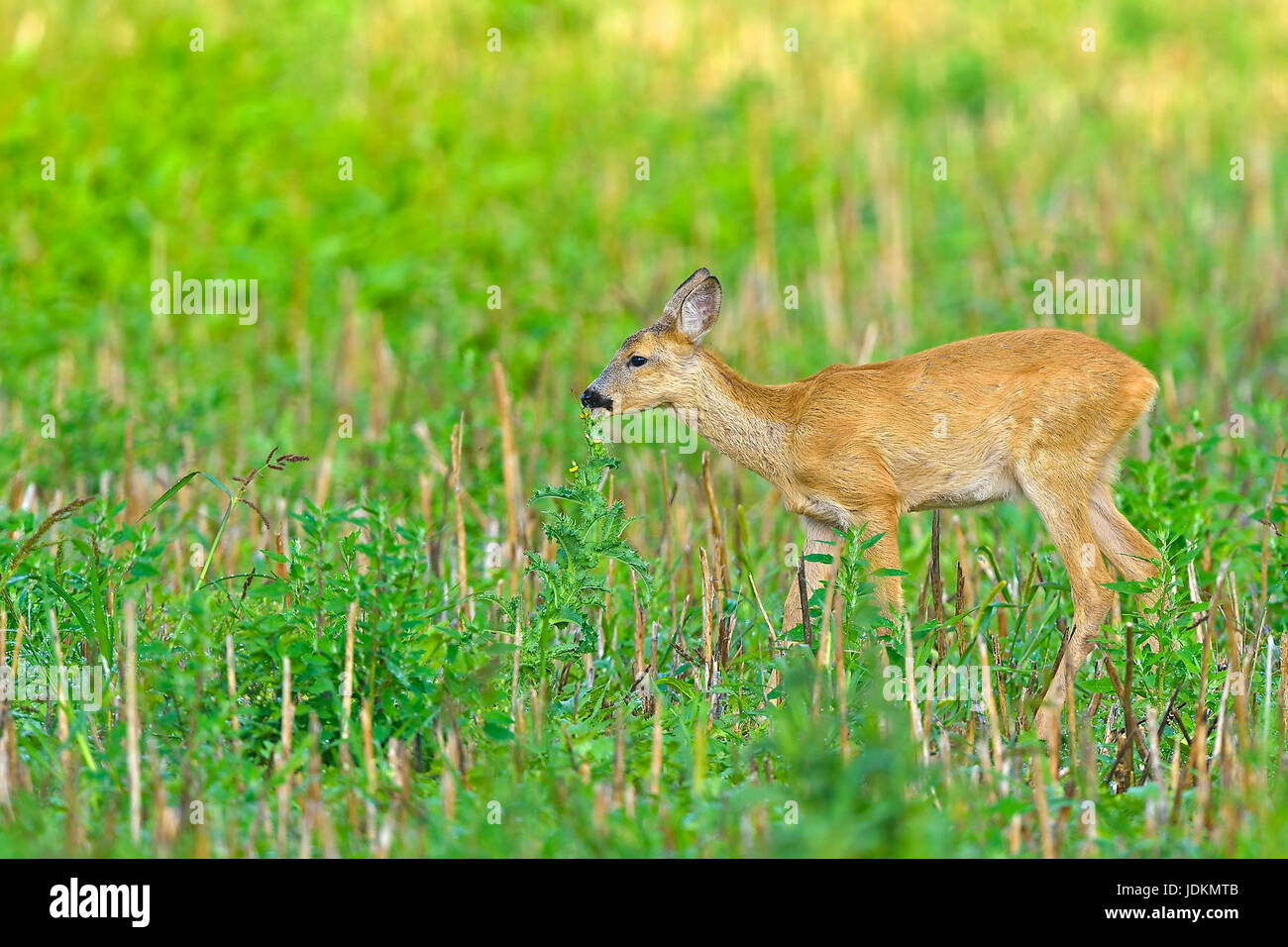Reh (Capreolus capreolus) deer Stock Photo - Alamy