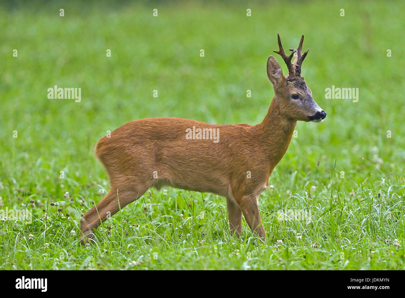 Reh (Capreolus capreolus) deer Stock Photo - Alamy