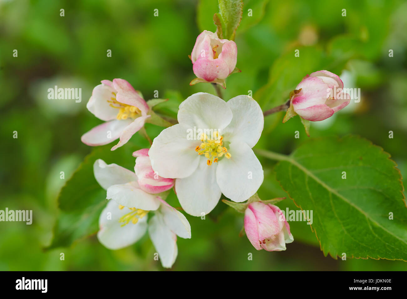 Natural orchard macro hi-res stock photography and images - Alamy