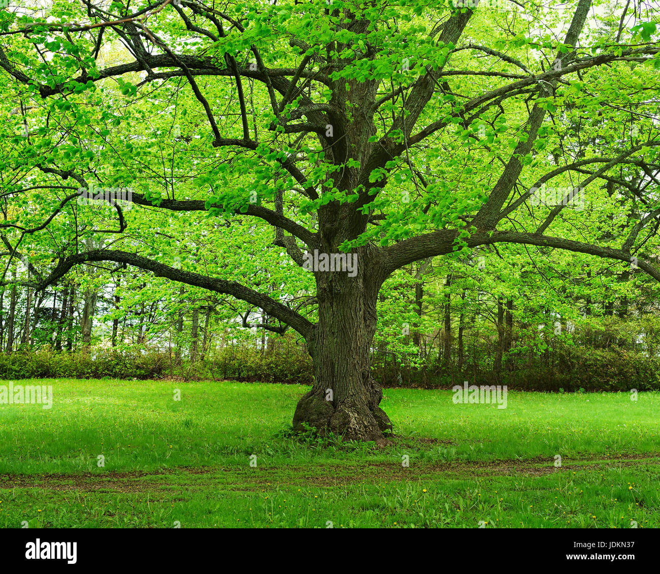 Linden tree bark background hi-res stock photography and images - Alamy