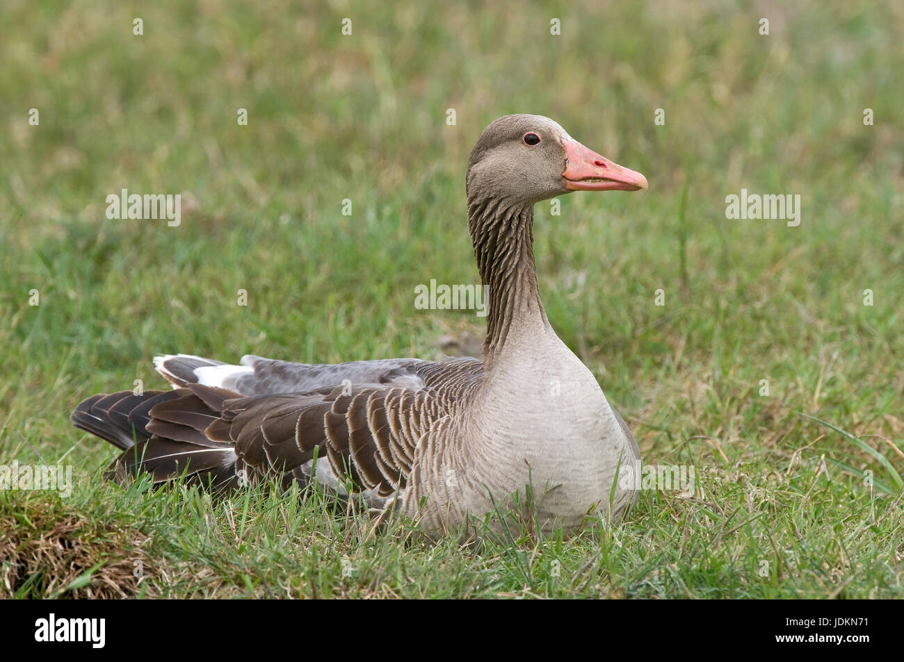Graugans (Anser anser) Greylag Goose Stock Photo - Alamy