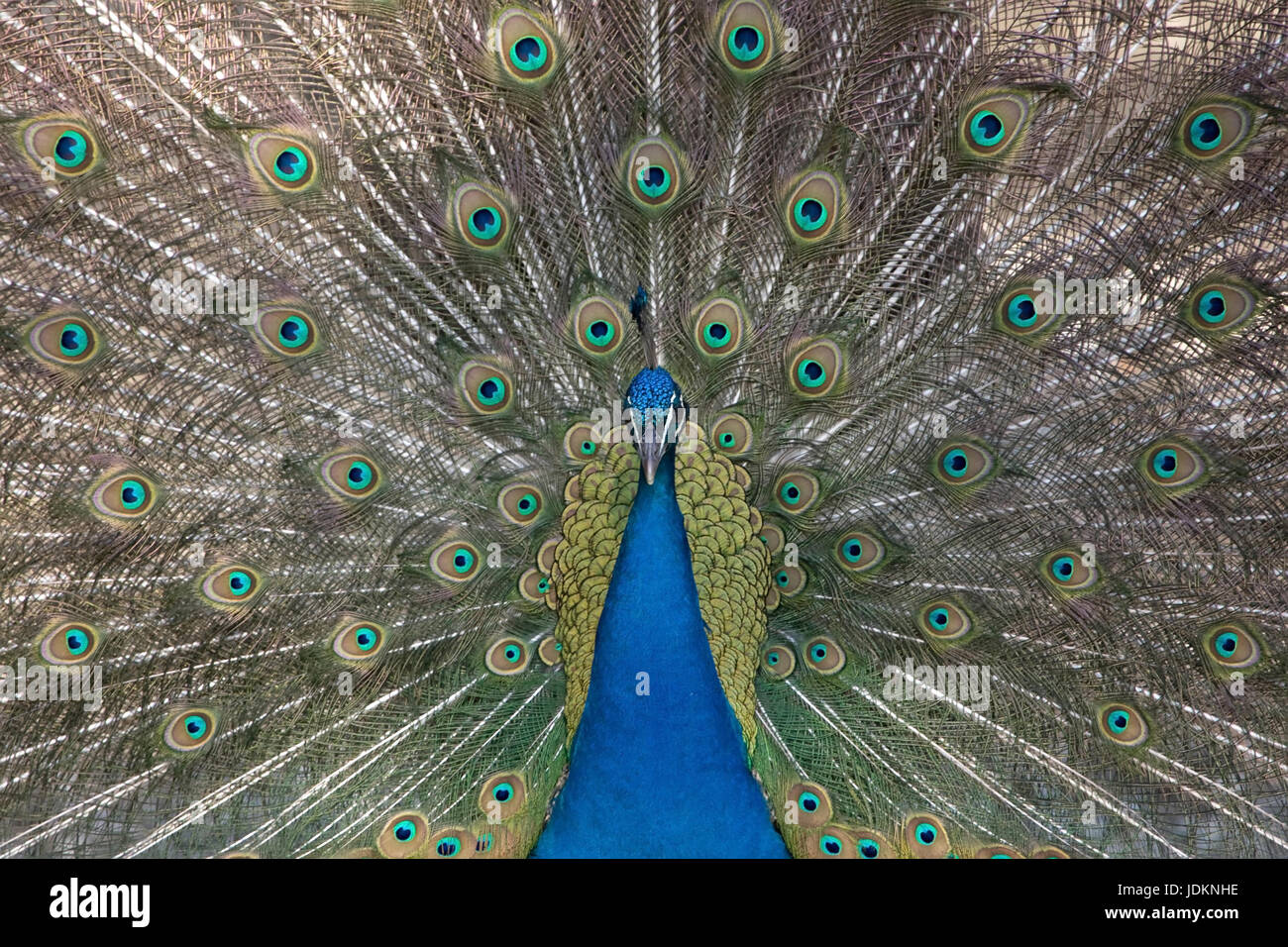 Pfauenrad hi-res stock photography and images - Alamy