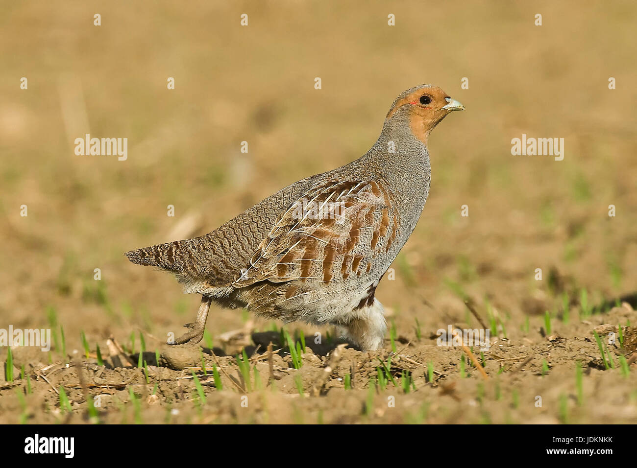 Rebhuhn (Perdix perdix) Grey Partridge Stock Photo - Alamy