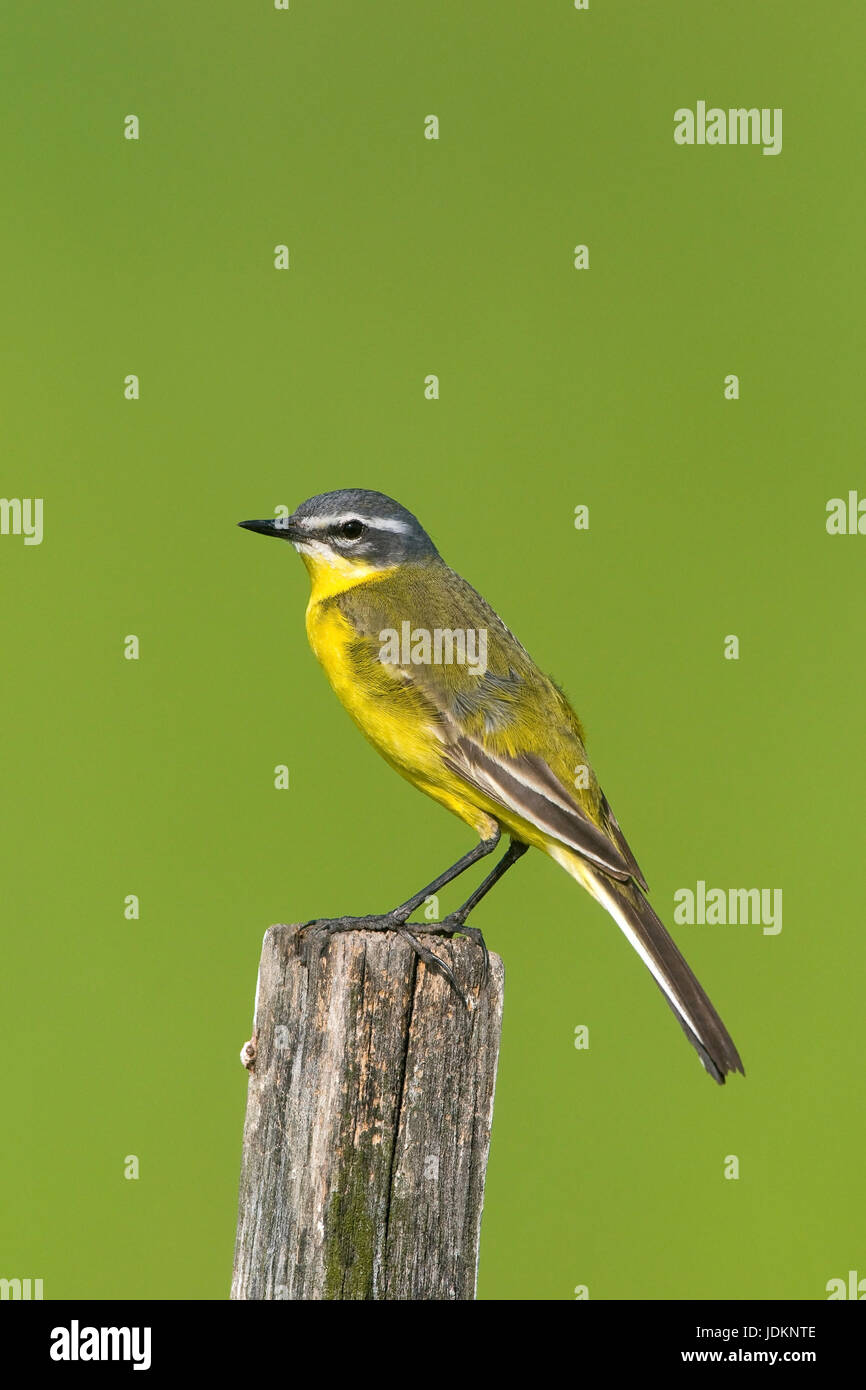 Schafstelze, Motacilla flava, Blue - headed Wagtail Stock Photo - Alamy