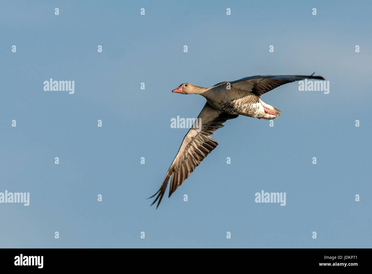 Graugans (Anser anser) Greylag Goose Stock Photo - Alamy