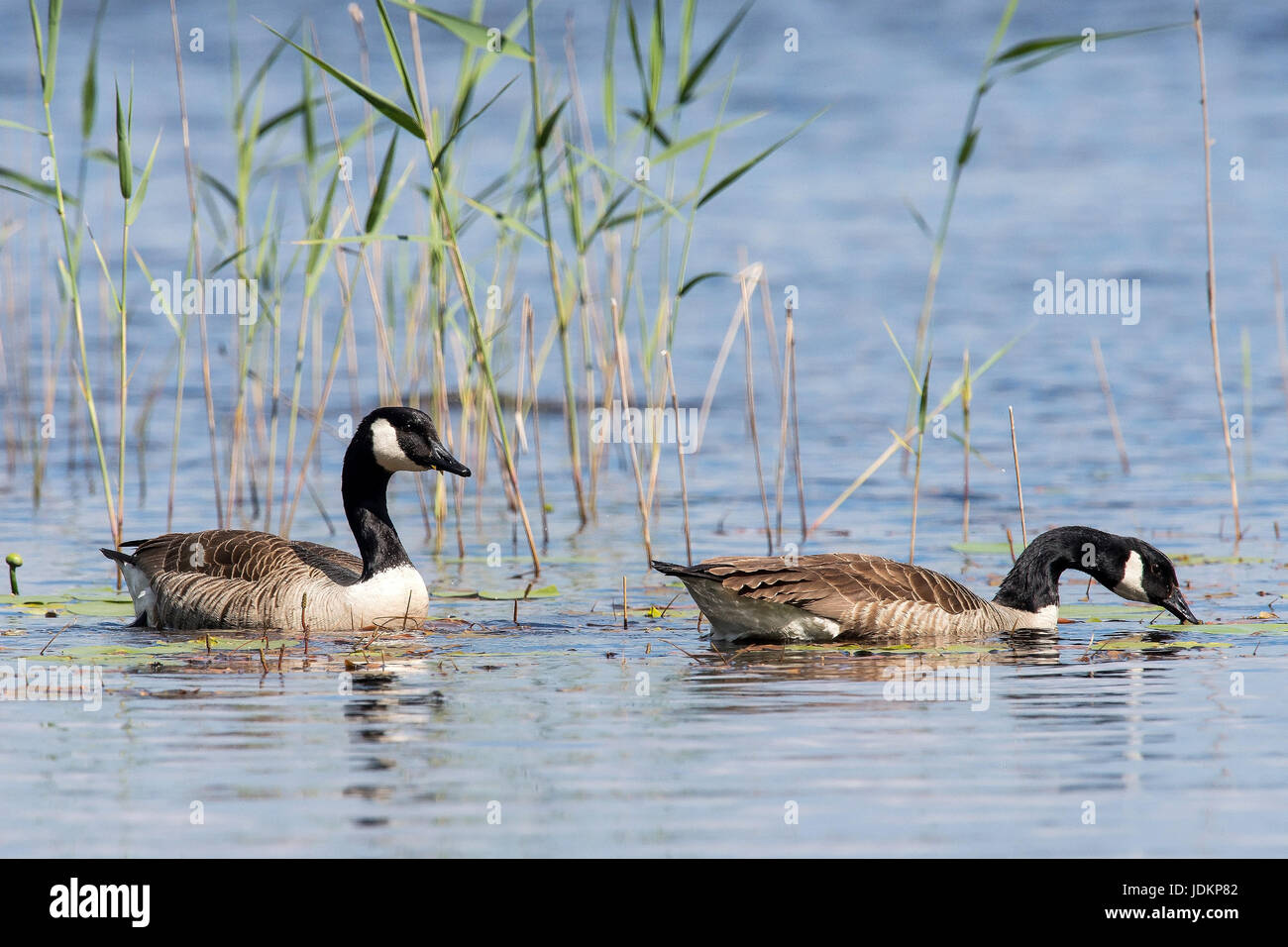 Kanadagans (Branta canadensis) Canada Goose Stock Photo - Alamy