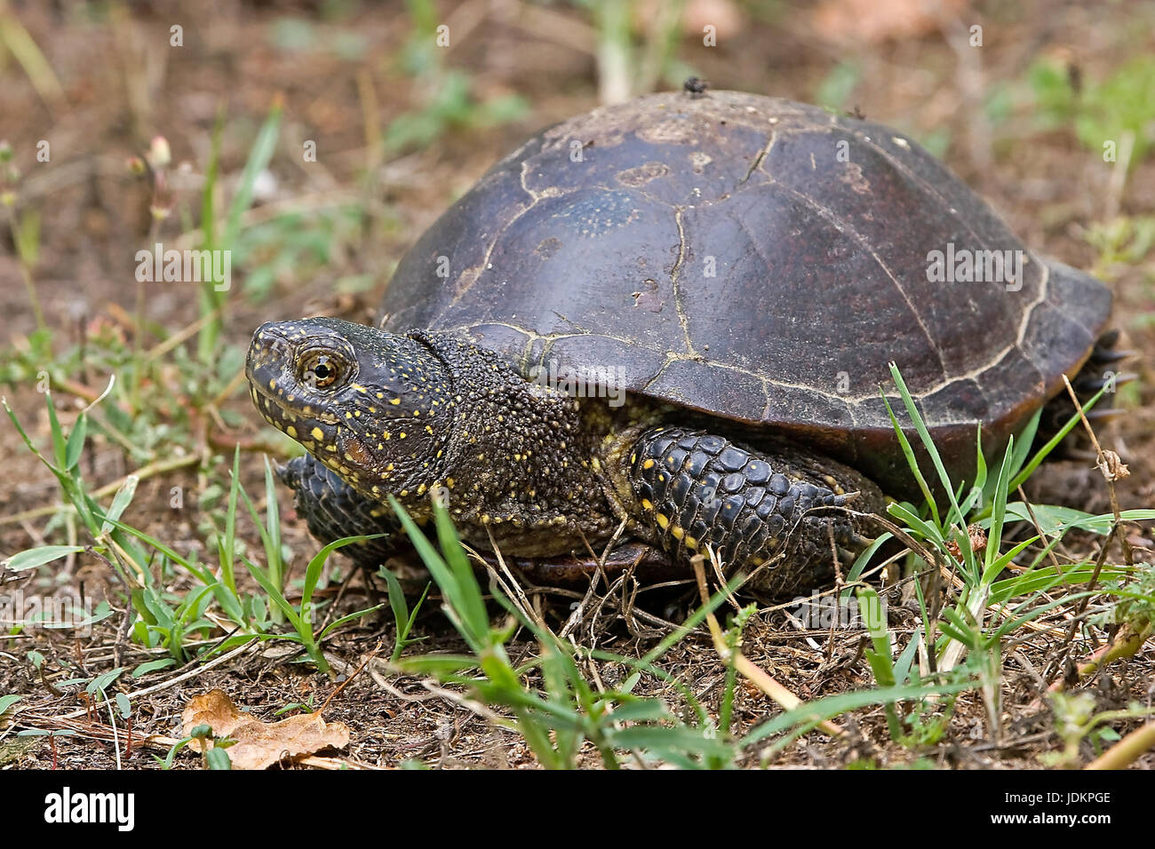 Sumpfschildkroete europ., Emys orbicularis Stock Photo - Alamy