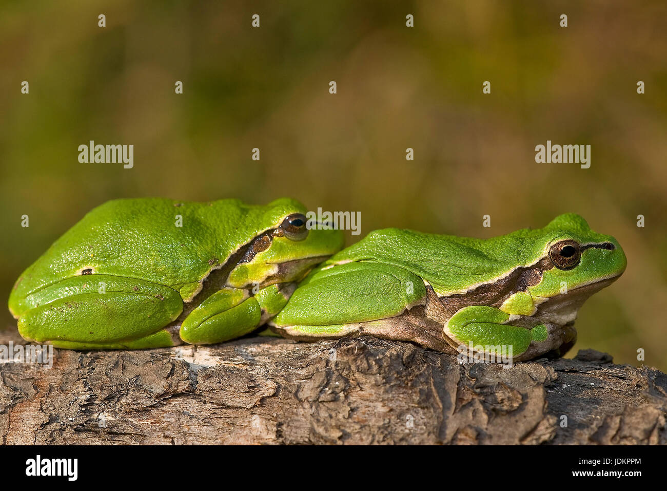 Frosch paar hi-res stock photography and images - Alamy