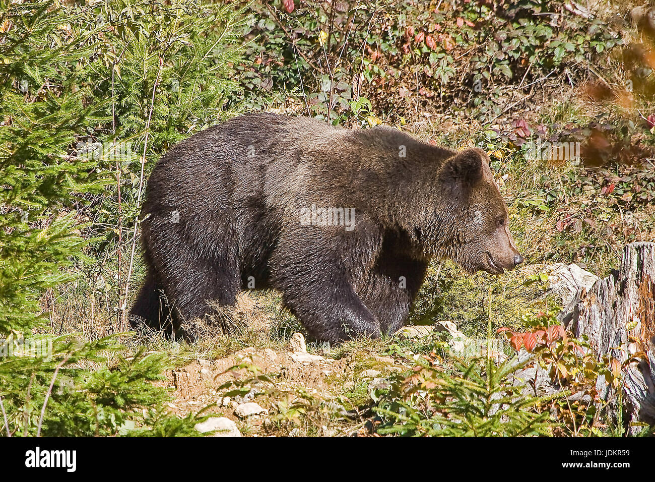 Braunbaer, Ursus arctos Stock Photo - Alamy