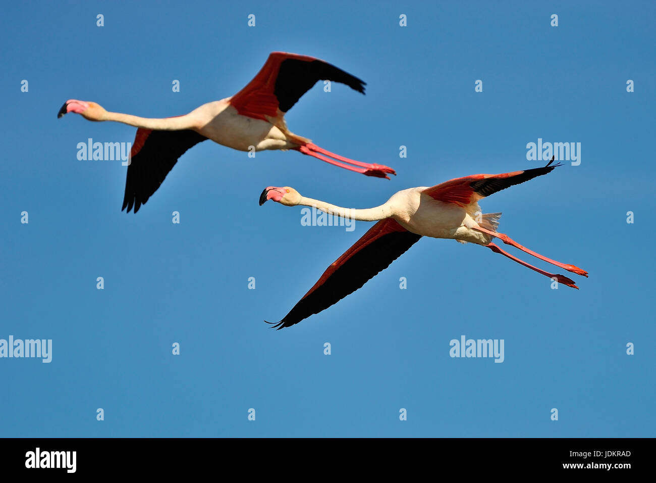 Rosaflamingo (Phoenicopterus ruber Stock Photo - Alamy