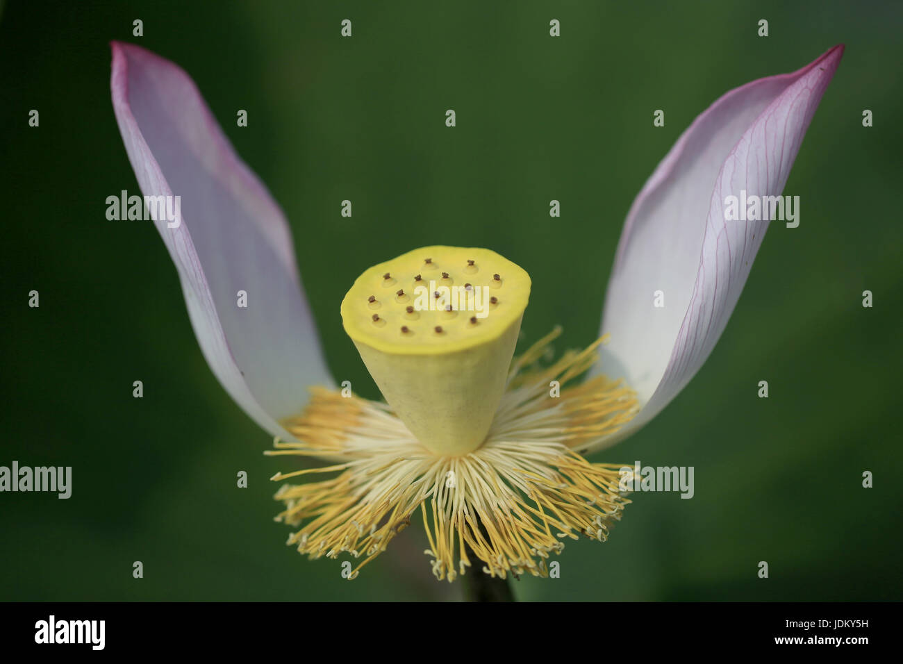 Huai'an. 21st June, 2017. Photo taken on June 21, 2017 shows a lotus ...