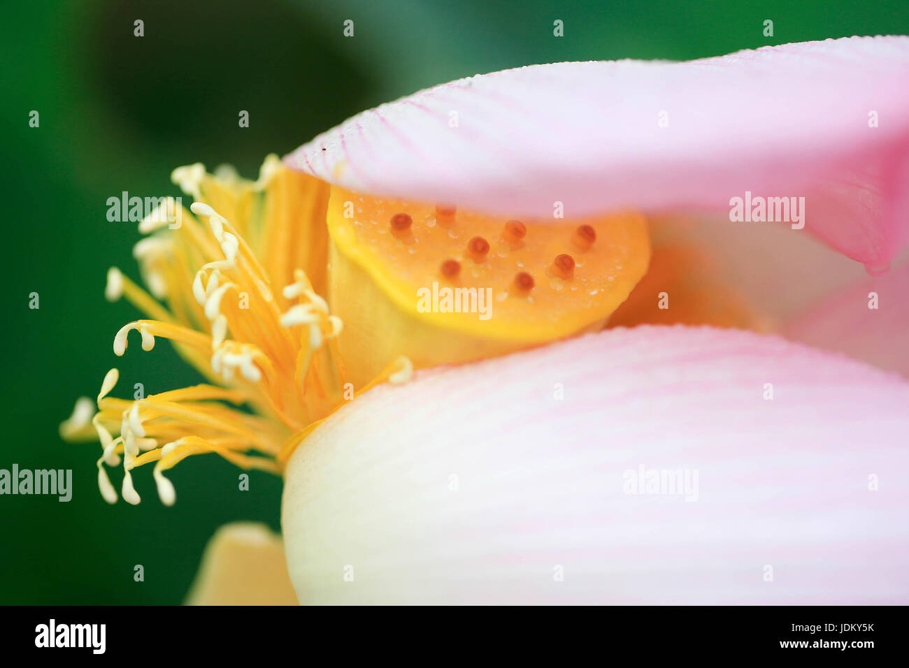 Huai'an. 21st June, 2017. Photo taken on June 21, 2017 shows a lotus ...