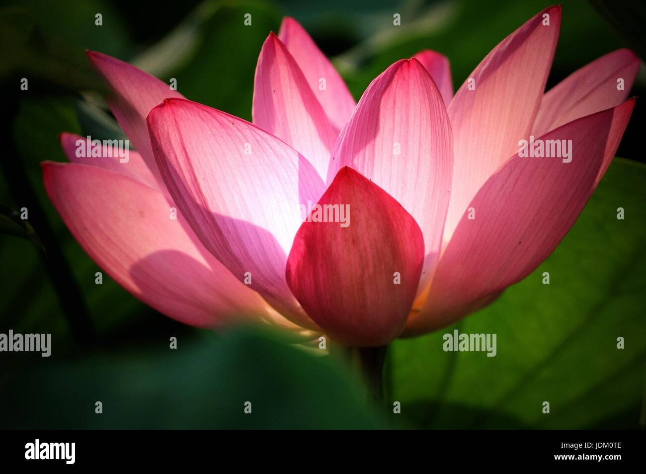 China. 20th June, 2017. Lotus flowers embrace summer. Credit: SIPA Asia ...