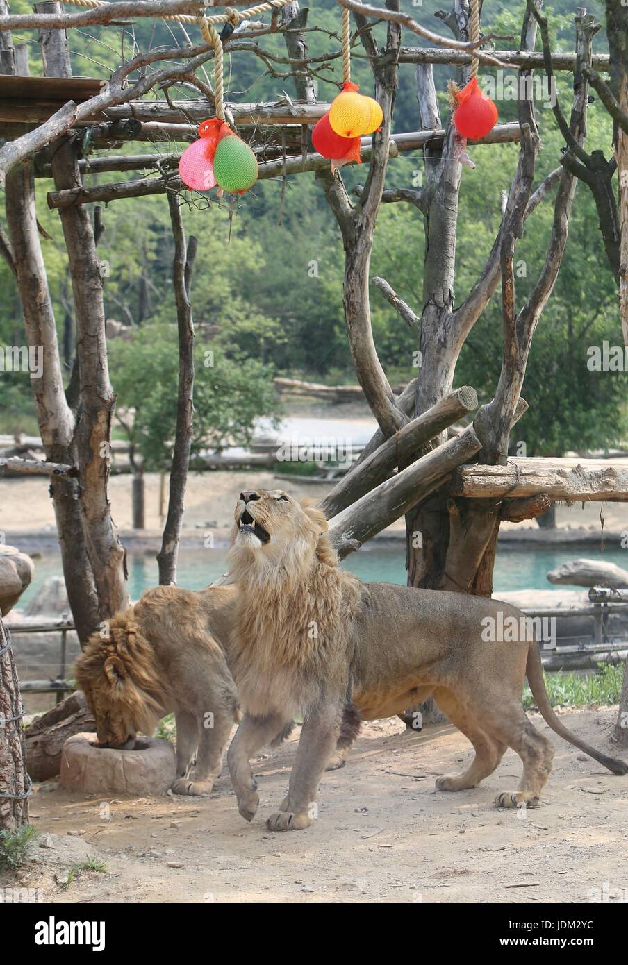 Seoul, South Korea. 21st June, 2017. A lion plays with balloons filled ...