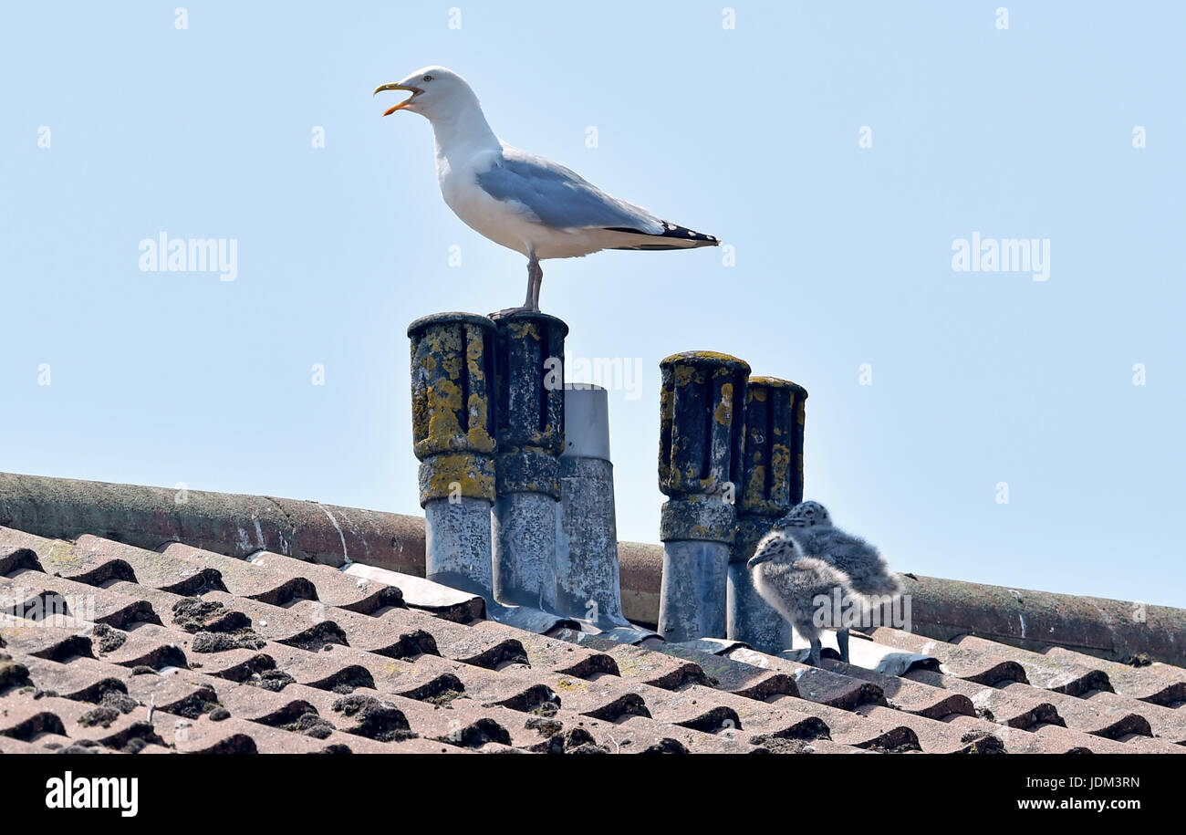 Brighton, UK. 21st June, 2017. Herring Gull chicks try to find some ...
