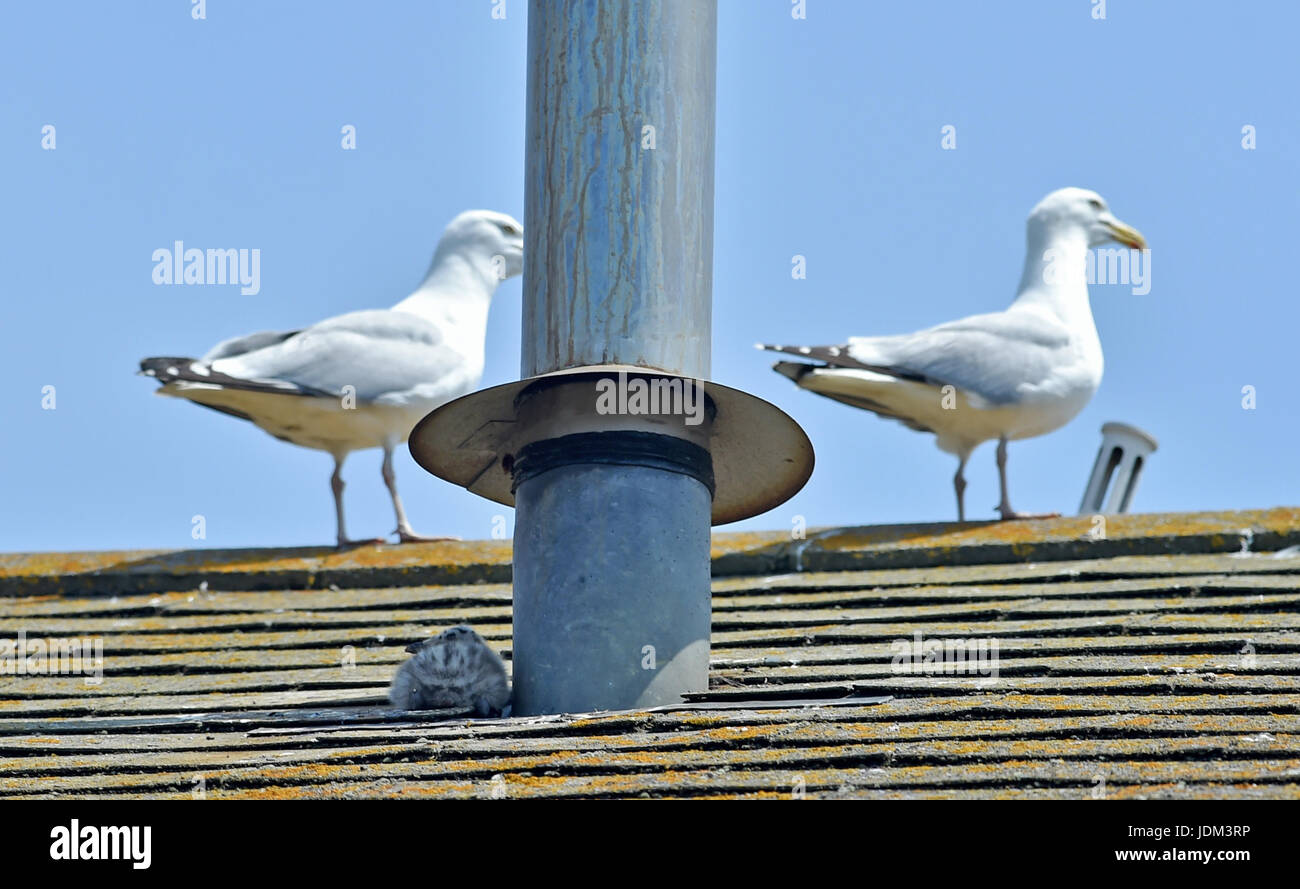 Rooftop birds nest hi-res stock photography and images - Alamy