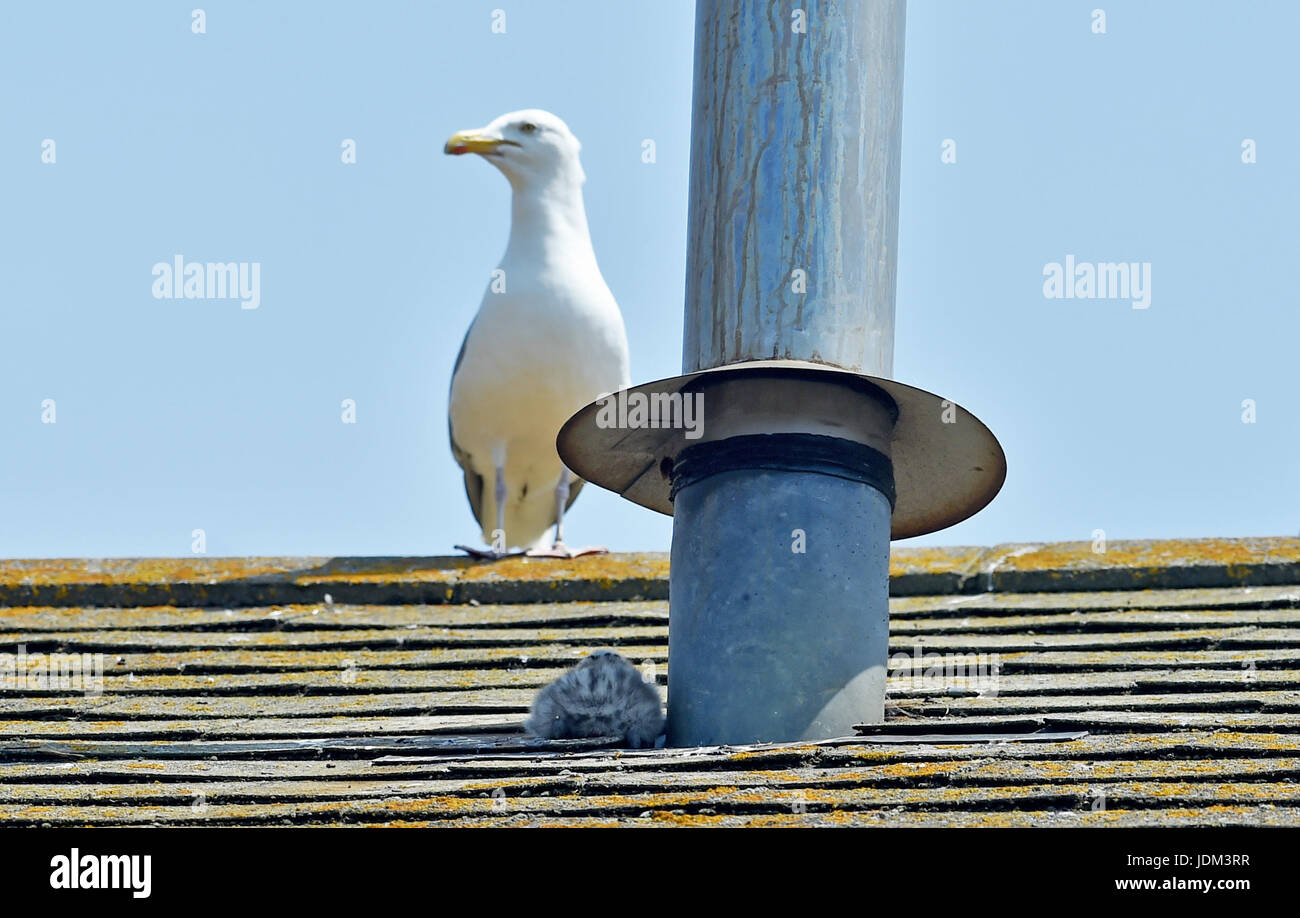 Brighton, UK. 21st June, 2017. Herring Gull chicks try to find some ...