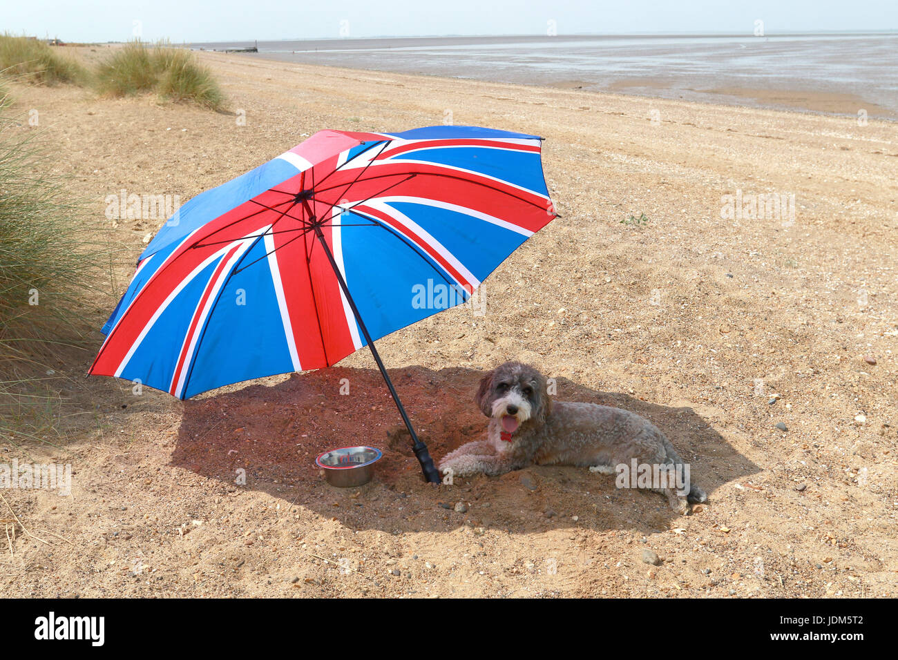 Heacham, UK. 21st June, 2017. Cookie the cockapoo dog shelters from the ...