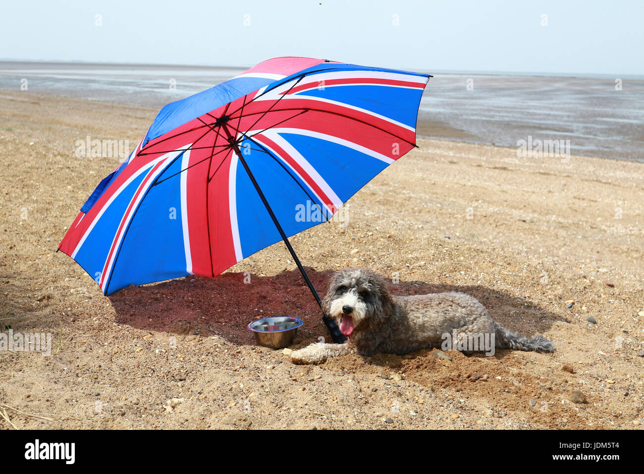 Heacham, UK. 21st June, 2017. Cookie the cockapoo dog shelters from the ...