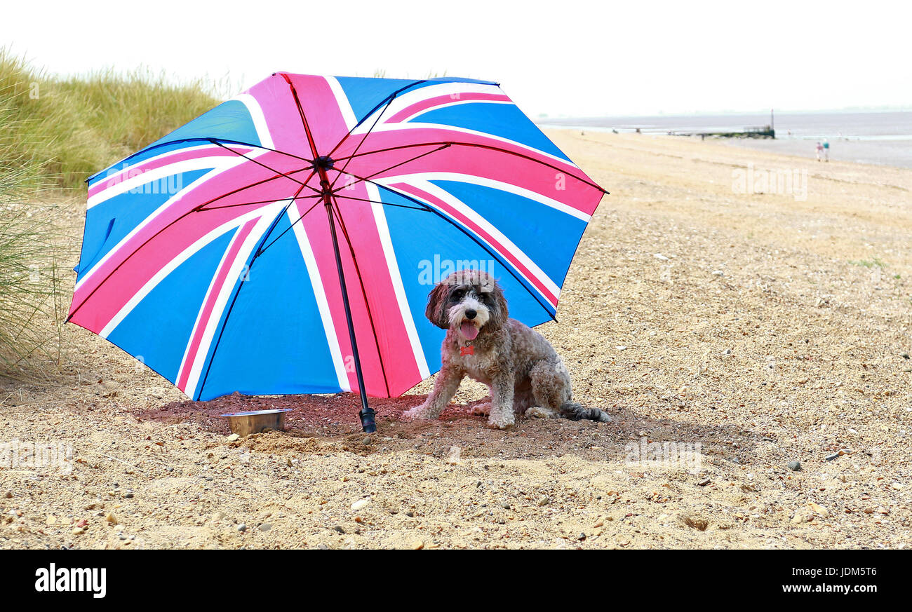 Heacham, UK. 21st June, 2017. Cookie the cockapoo dog shelters from the ...
