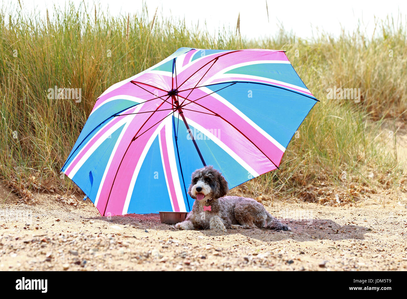 Heacham, UK. 21st June, 2017. Cookie the cockapoo dog shelters from the ...