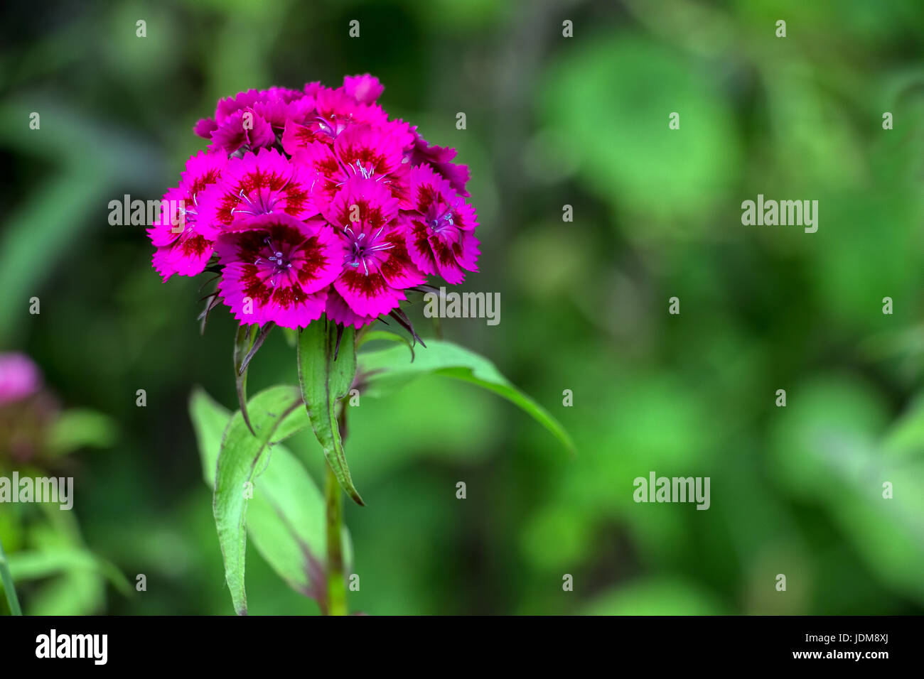 Purple Cloves Turkish Stock Photo - Alamy