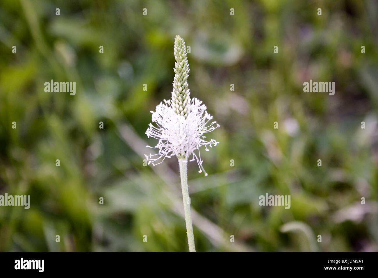 Flower unusual. White fur-tree. Photo for your design Stock Photo - Alamy