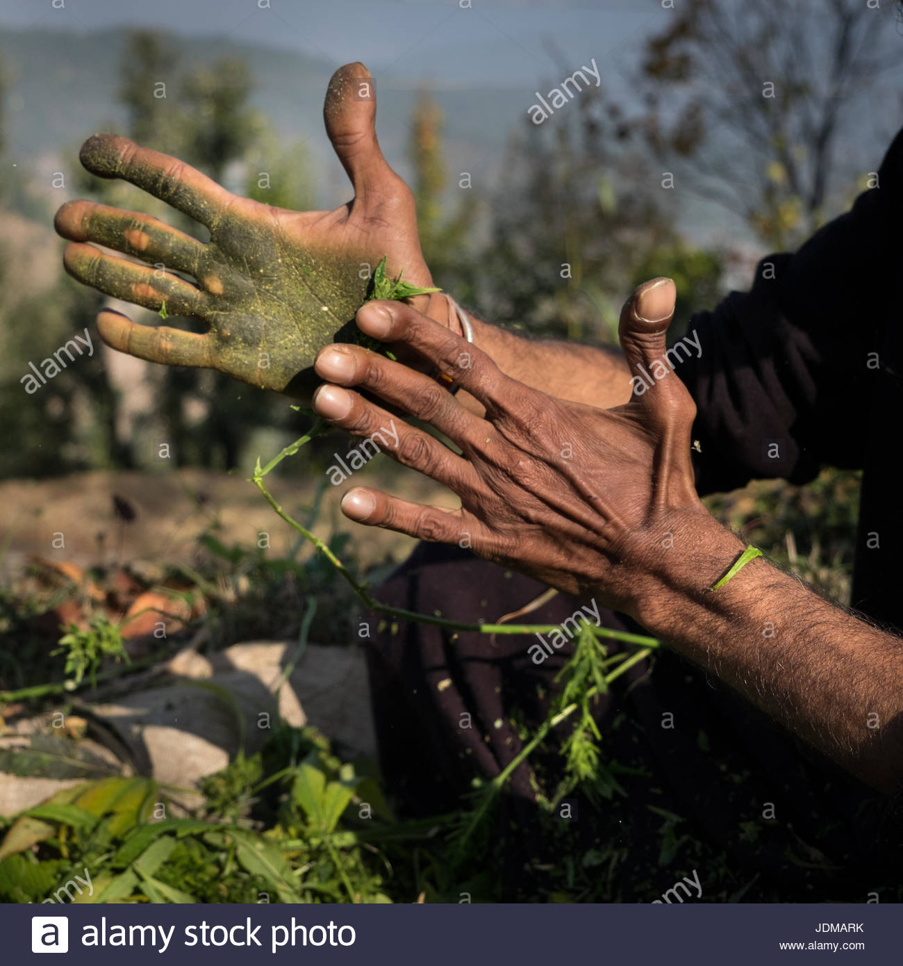 Hashish Stock Photos & Hashish Stock Images - Alamy