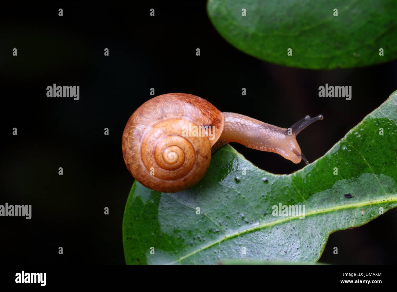 A Florida tree snail, Liguus fasciatus Stock Photo - Alamy