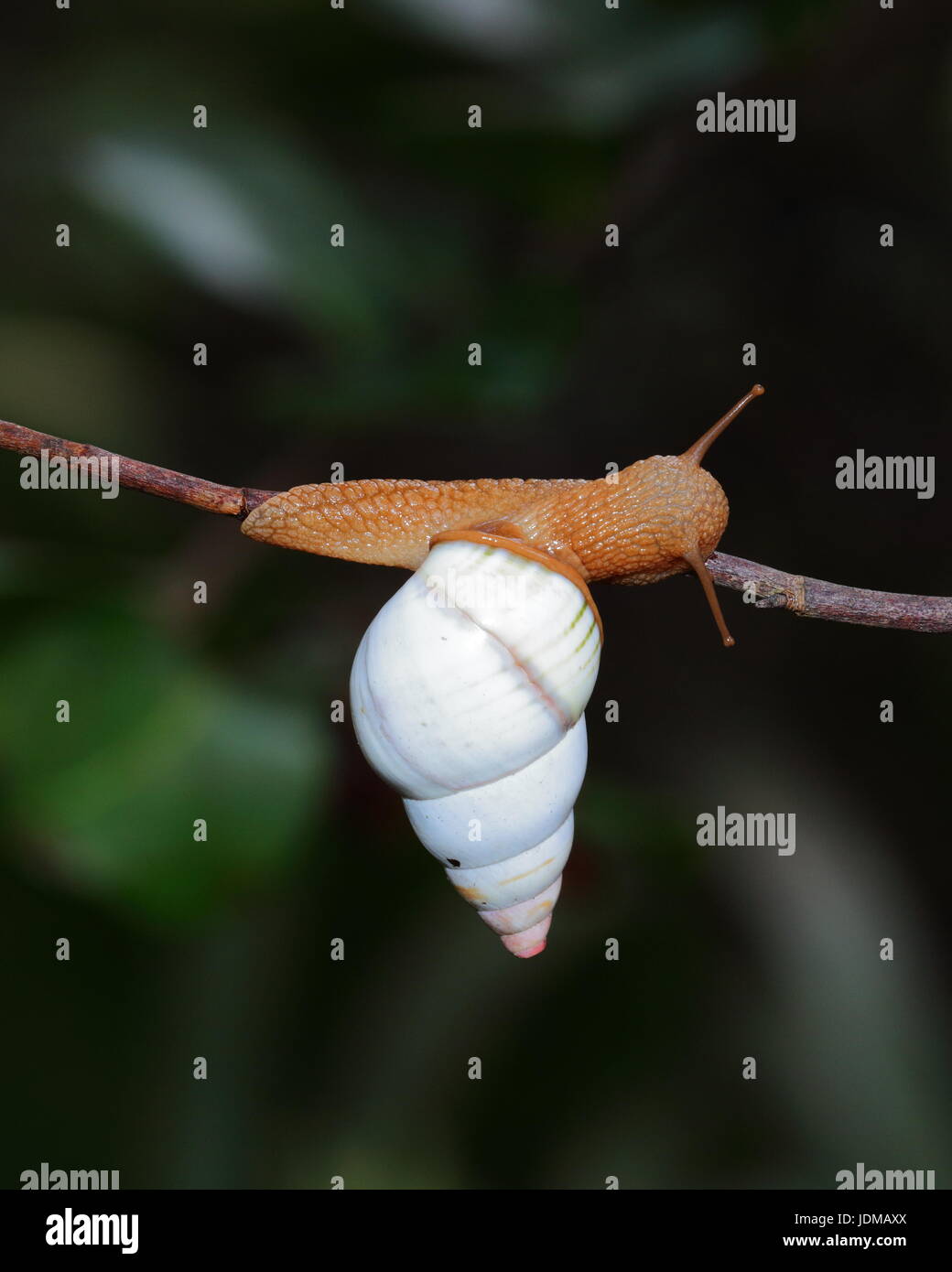 Tree snail hi-res stock photography and images - Alamy