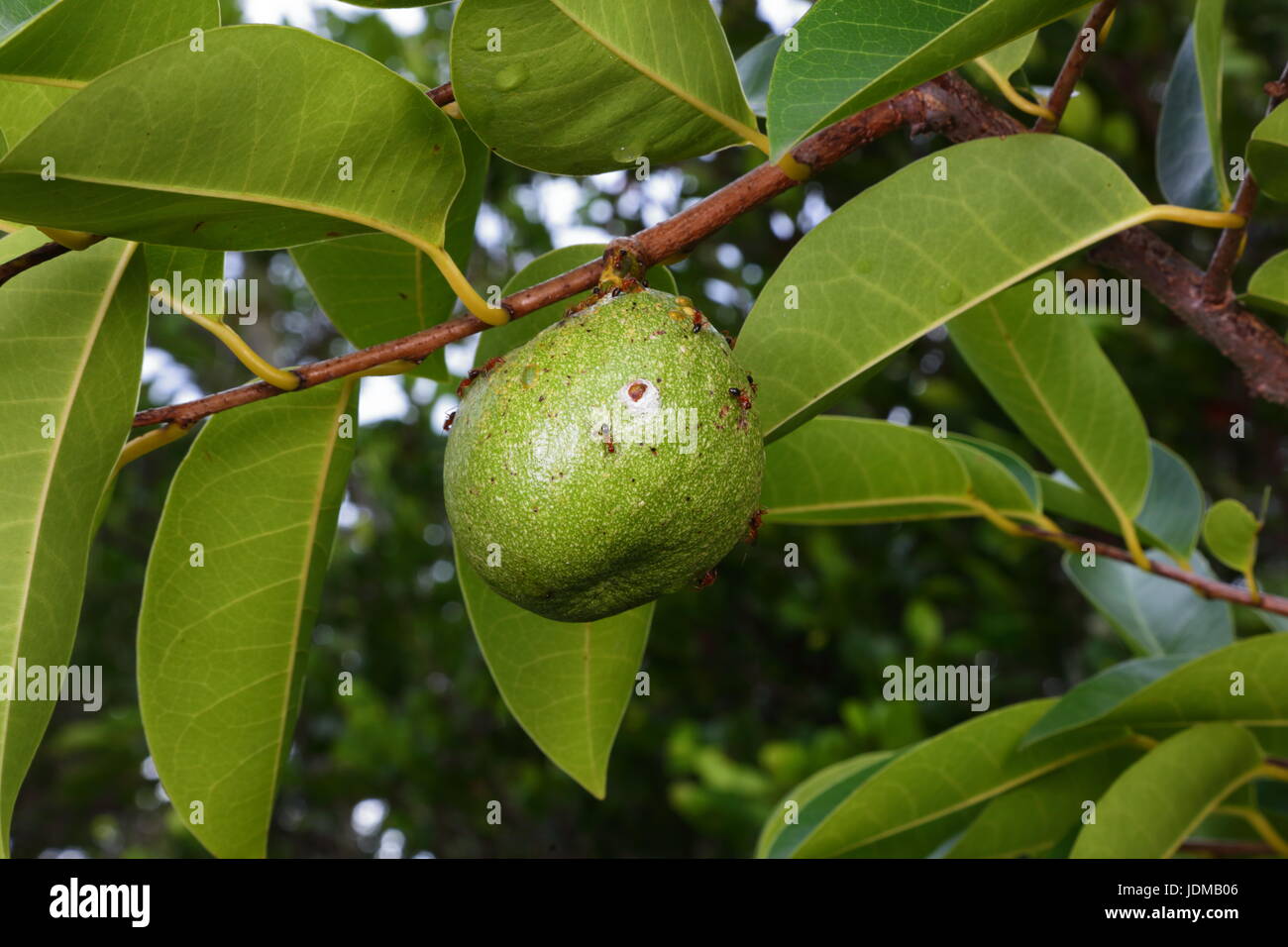 A pond apple or alligator apple, Annona glabra Stock Photo - Alamy