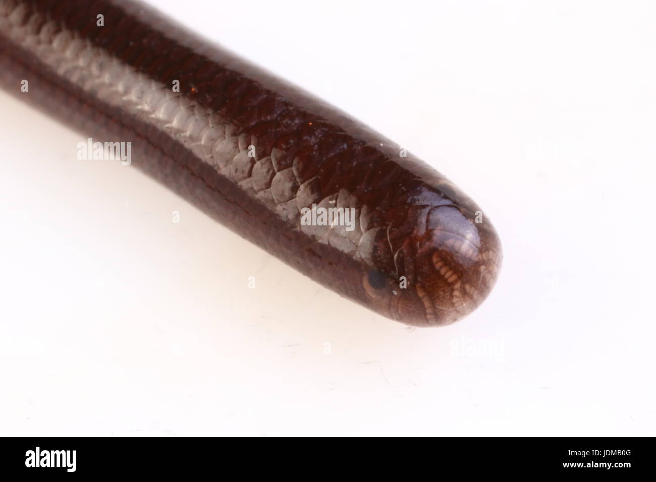 Indotyphlops braminus hi-res stock photography and images - Alamy
