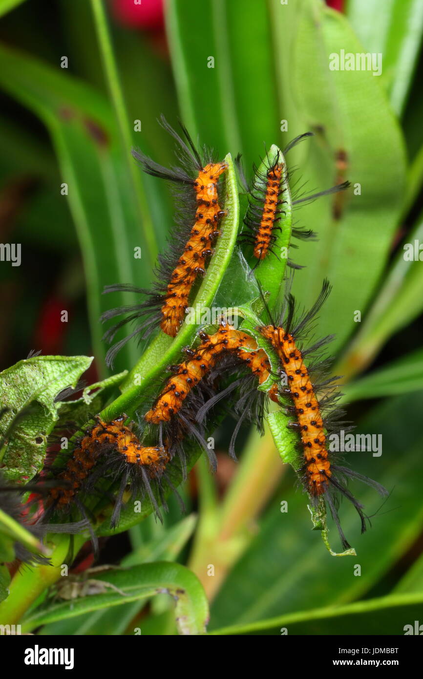 Orange and black moth hi-res stock photography and images - Alamy