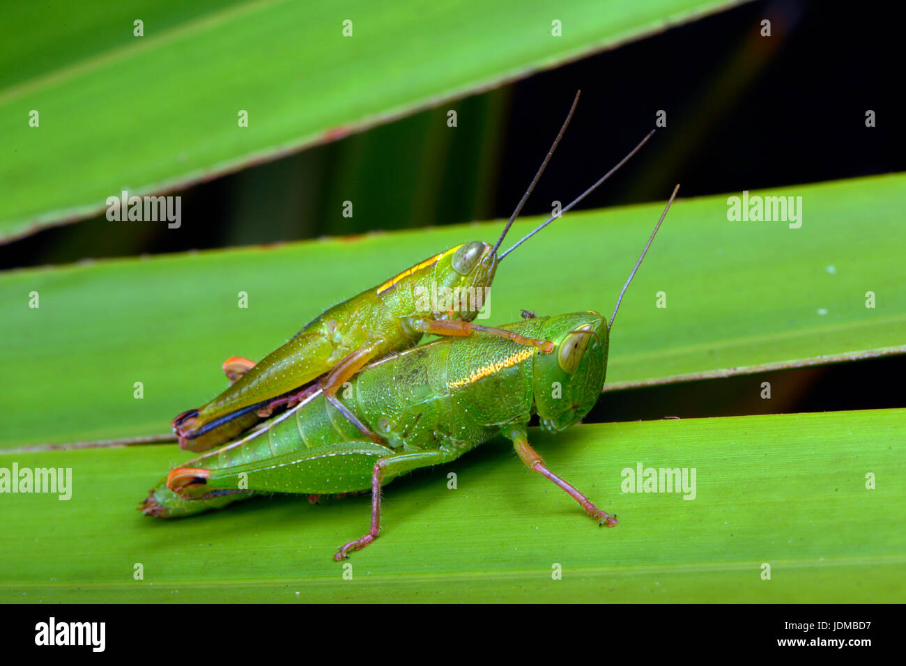 Wingless insect hi-res stock photography and images - Alamy