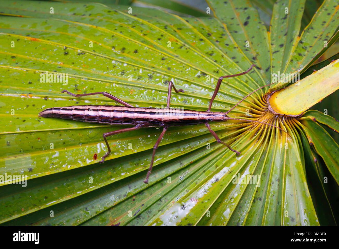 A two striped walking stick insect, Anisomorpha buprestoide Stock Photo ...