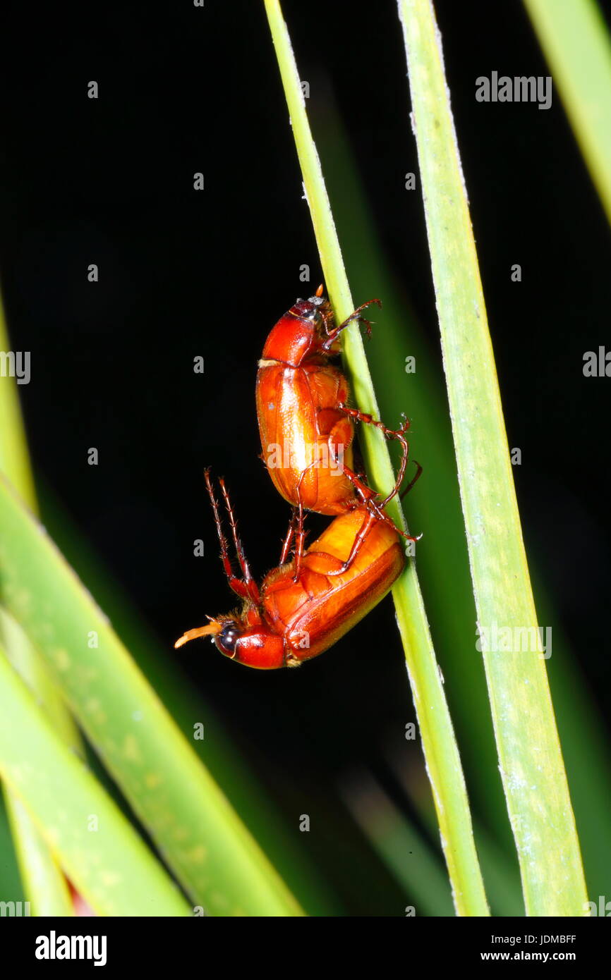 Female beetles hi-res stock photography and images - Alamy