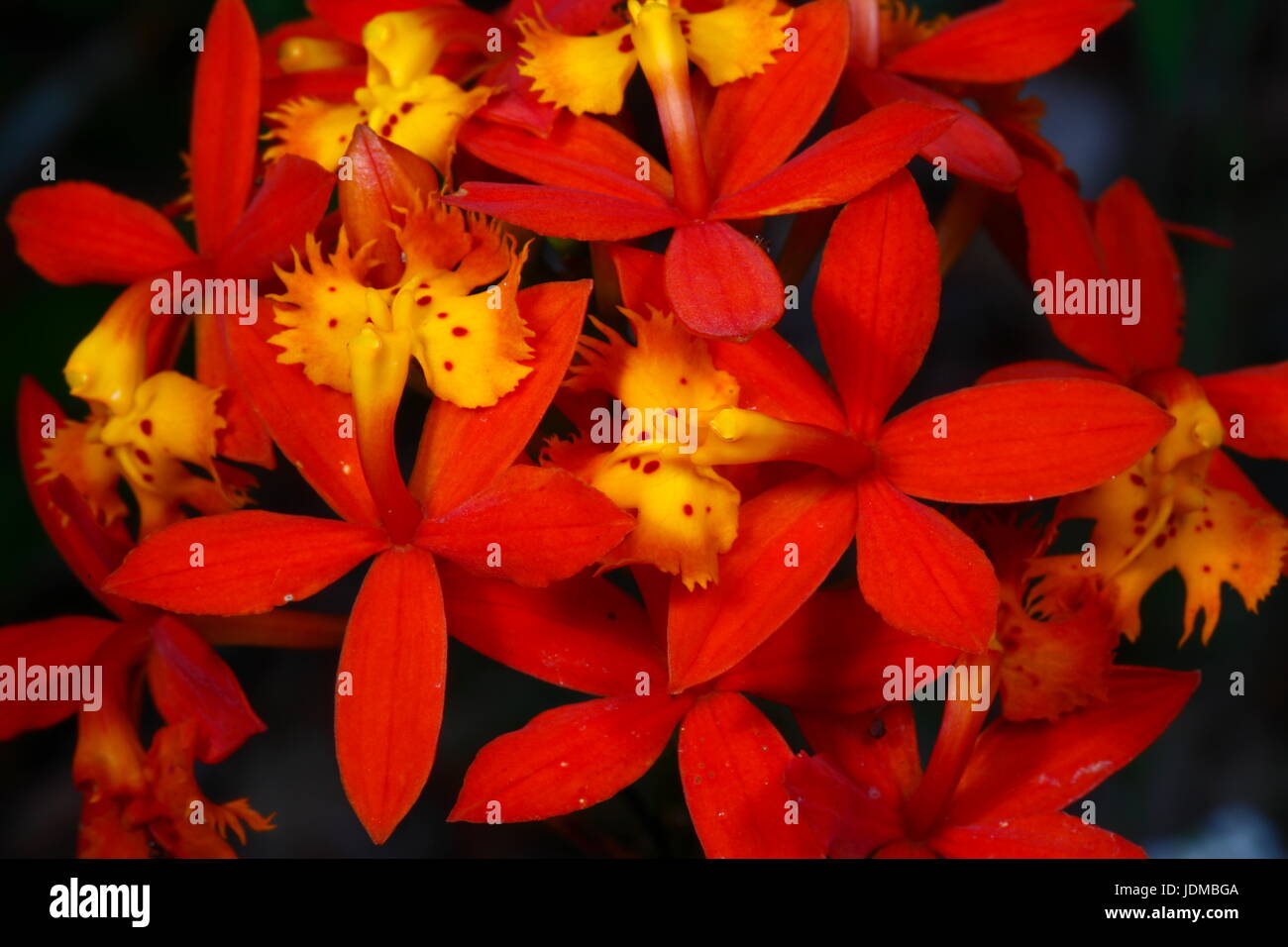 Epidendrum orchid in bloom at a botanical garden Stock Photo - Alamy