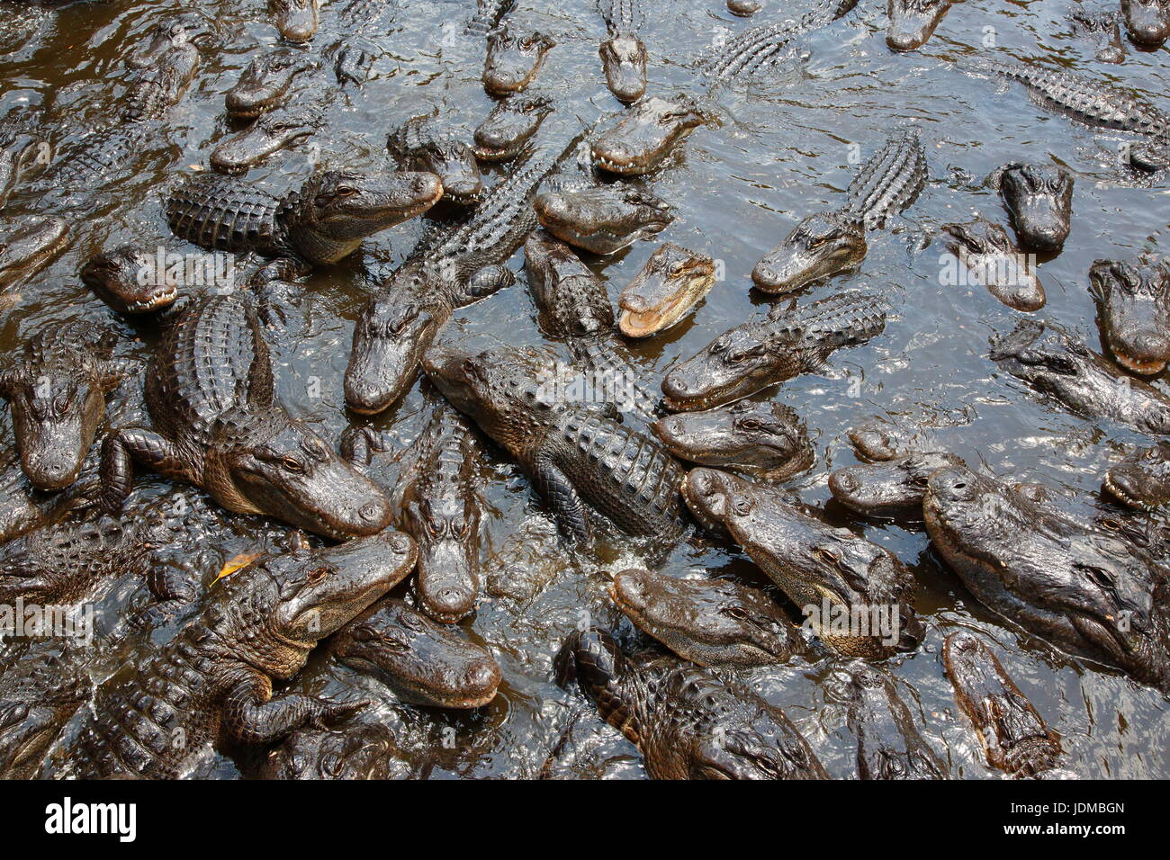 American alligators, Alligator mississippiensis, on the water's surface ...