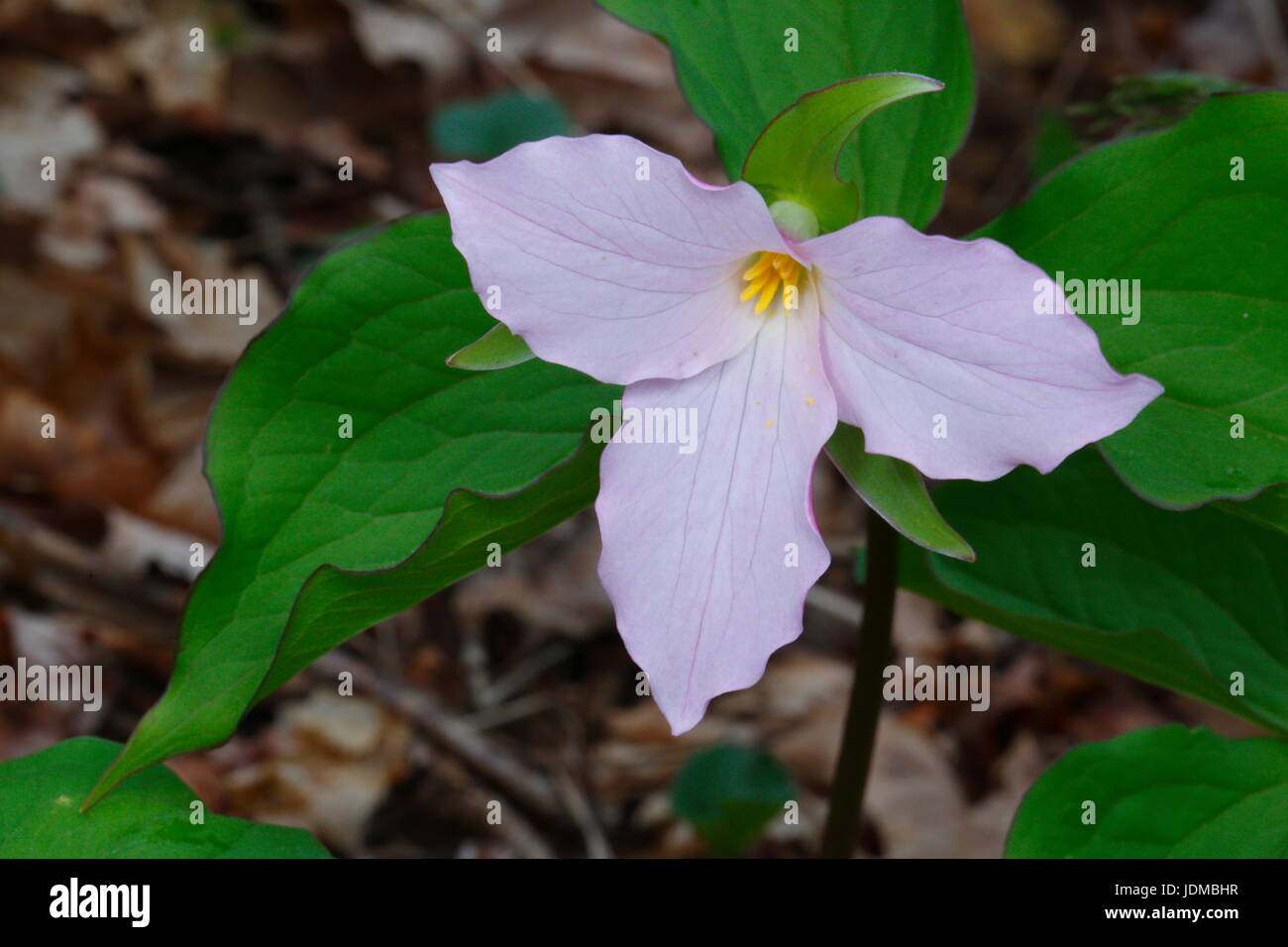 Trillium grandiflorum great smoky hi-res stock photography and images ...
