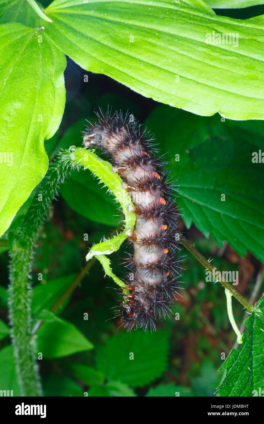 A giant wooly bear caterpillar, Hypercompe scribonia, feeding Stock ...
