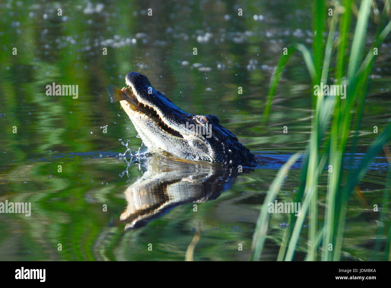 Alligator eating hi-res stock photography and images - Alamy