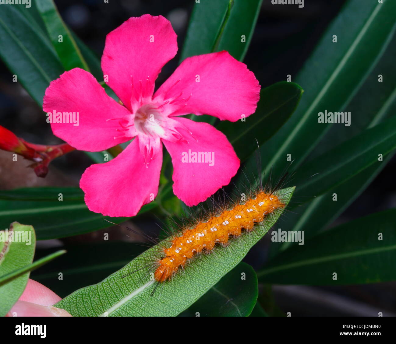 The larvae of the spotted oleander moth, Empyreuma affinis, feeding on ...