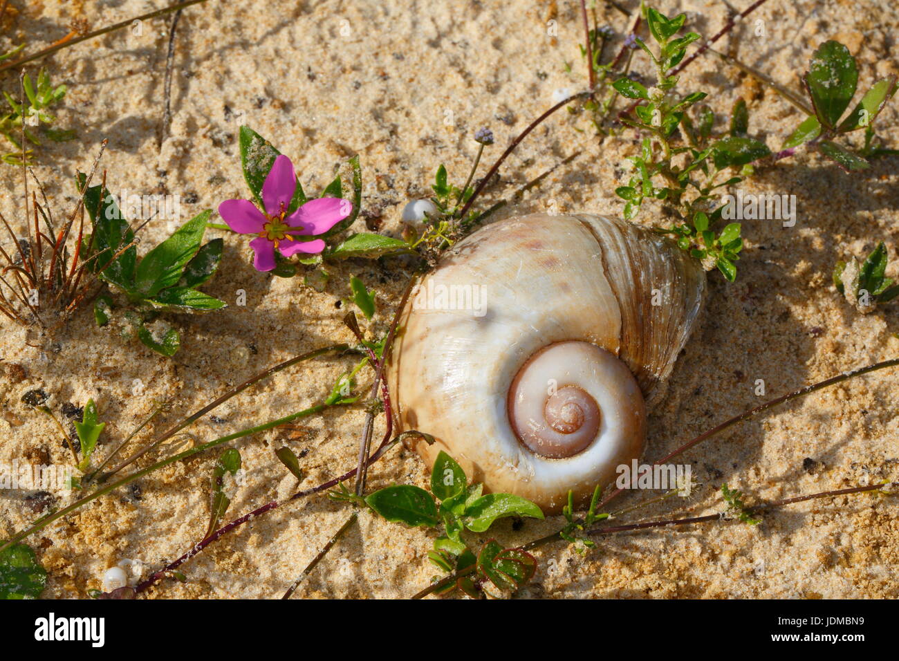 A snail shell in the sand Stock Photo - Alamy