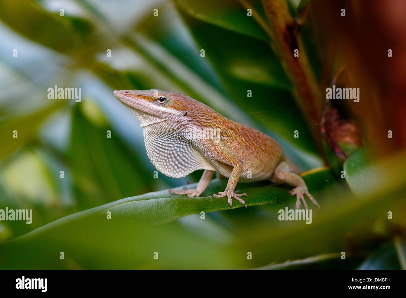 Green anole anolis carolinensis hi-res stock photography and images - Alamy