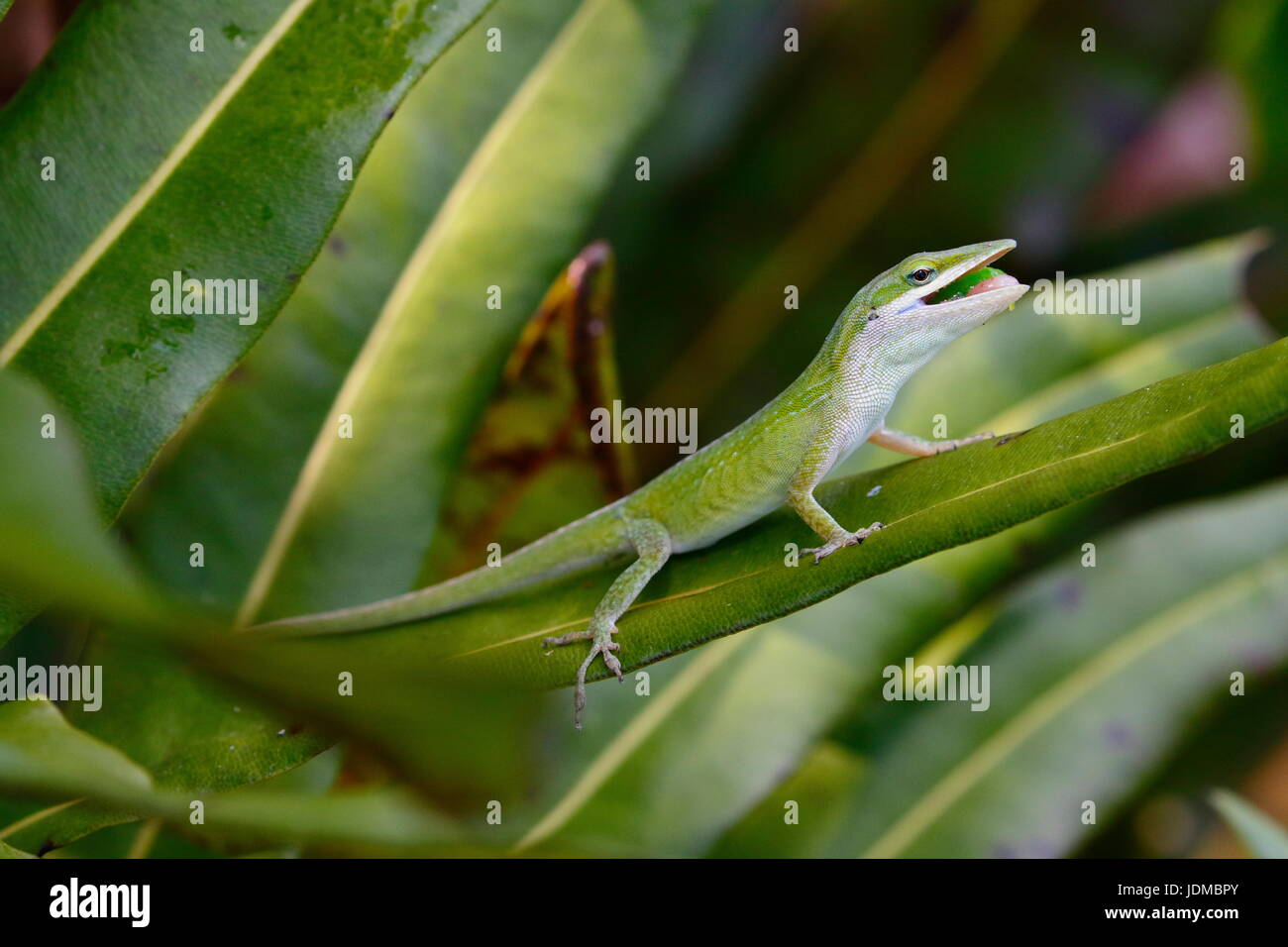 A green anole, Anolis carolinensis, rests on a tree branch Stock Photo ...