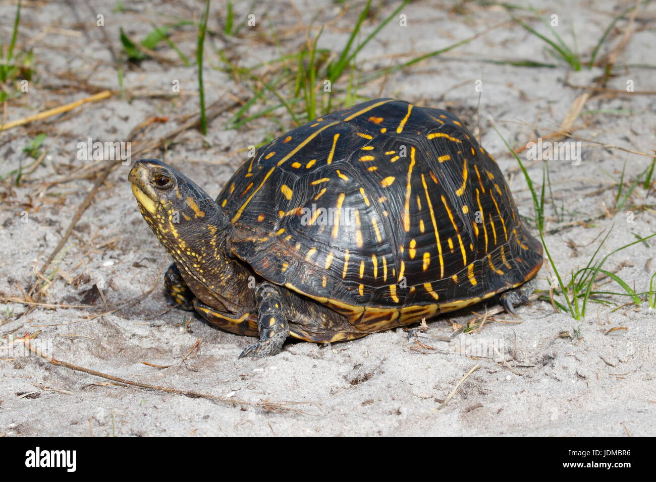 A Florida box turtle, Terrapene Carolina bauri Stock Photo - Alamy