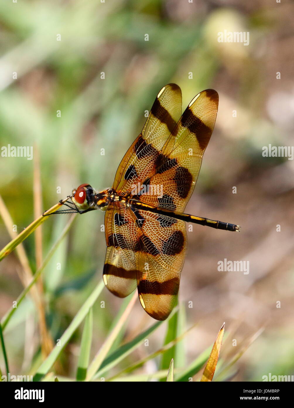 Celithemis eponia hi-res stock photography and images - Alamy