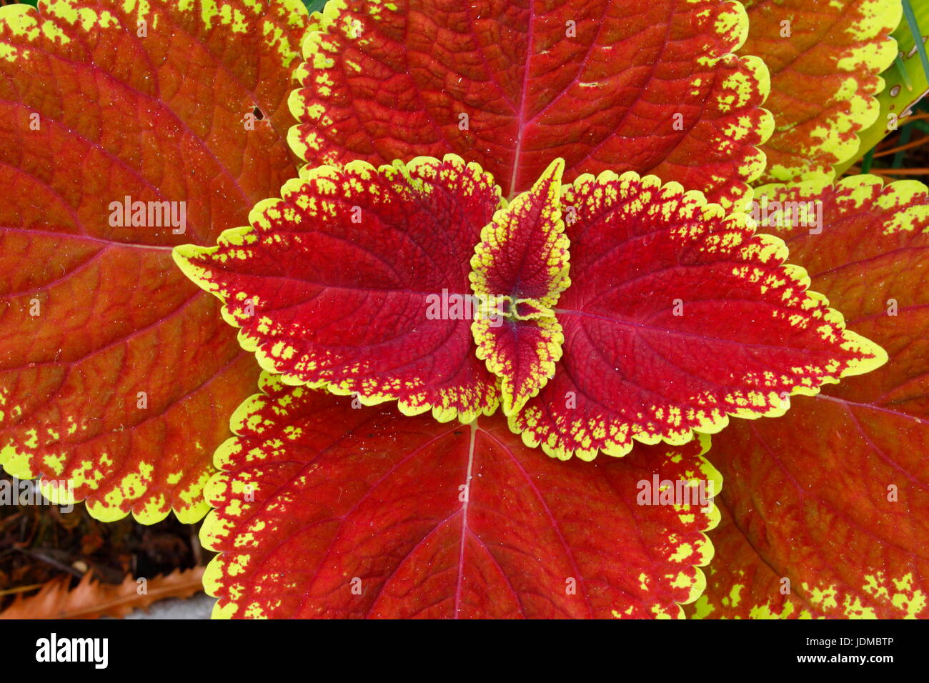 Coleus blumei hi-res stock photography and images - Alamy