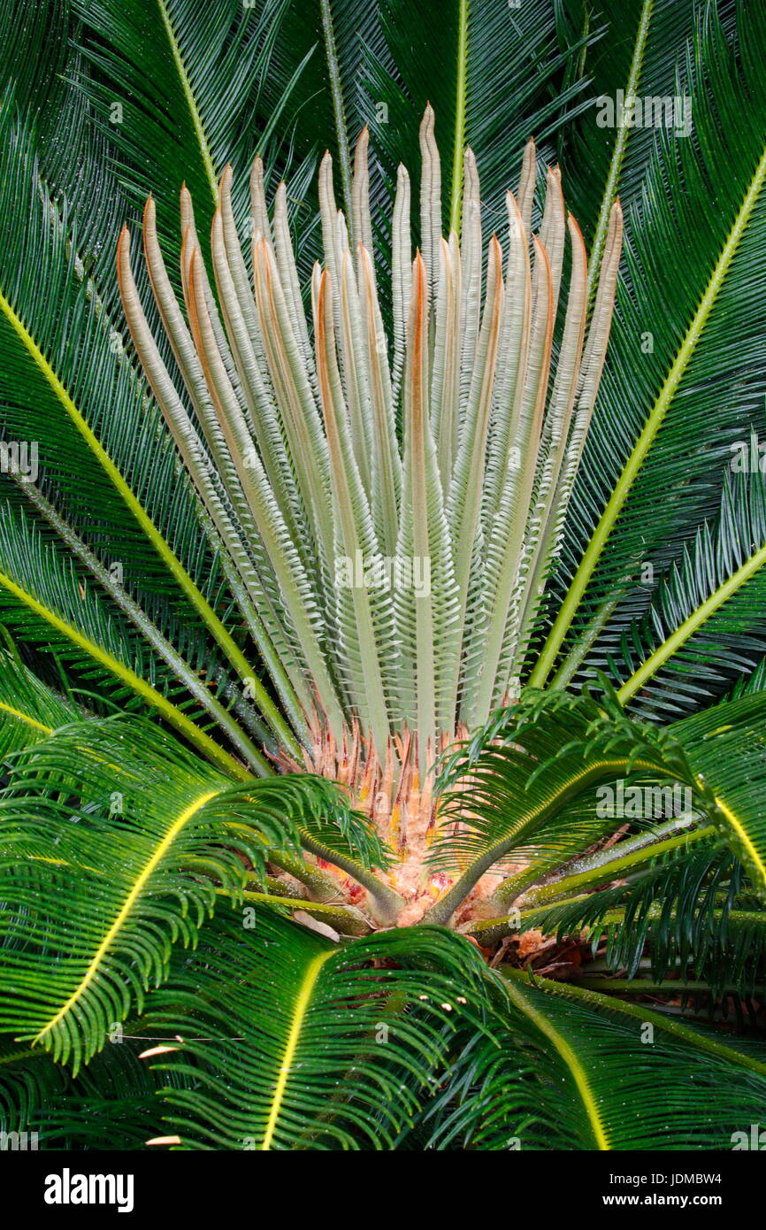 Cycad, Cycadophyta, grow in a botanical garden Stock Photo - Alamy